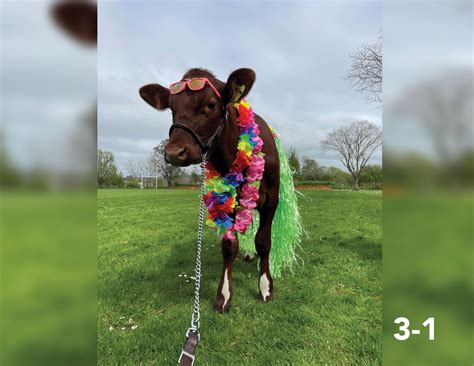 Class 3 Nz Milking Shorthorn Association