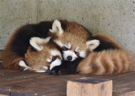 Cuddling Red Pandas