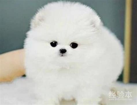 博美幼犬几个月换胎毛 它的换毛期原来这么久 兴趣经验本