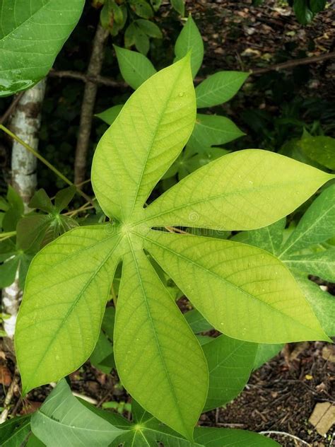 Cassava Leaves Five Finger Stock Image Image Of Deciduous 257840443