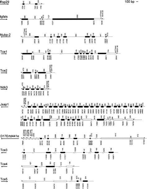 Gene Structures For All Known And Putative Genes Coordinates Are