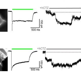 Increasing Both Brightness Of The Light Emitter And Sensitivity Of The Download Scientific