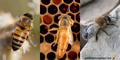Types Of Bees In A Hive Carolina Honeybees