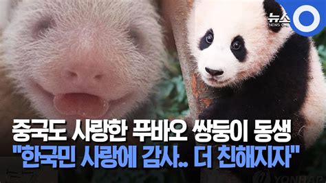 중국도 사랑한 푸바오 쌍둥이 동생 한국민 사랑에 감사 더 친해지자 Obs 뉴스 Youtube