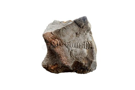 Crinoid Stem Fossil Stone In Permian Period Isolated On White Background Stock Image Image Of