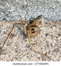 Two Lizards Having Sex Macro Stock Photo 1777044995 Shutterstock