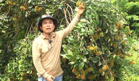 Msjtv News សាវម៉ាវធម្មជាតិនៅតំបន់ភ្នំវល្លិ៍កំពុងមានទីផ្សារល្អ