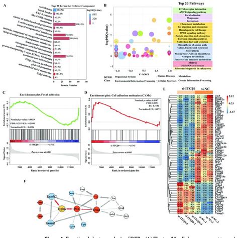 Functional Cluster Analysis Of Deps A The Top 20 Cellular Component Download Scientific