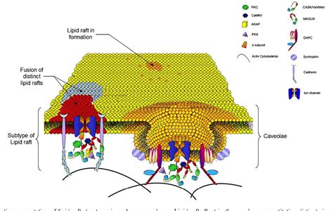 Figure From Involvement Of Lipid Rafts And Caveolae In Cardiac Ion Channel Function