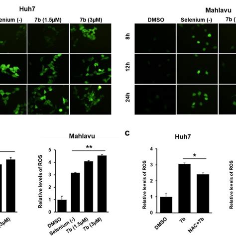 7b Induces Oxidative Stress In Hcc Cell Lines A Representative Download Scientific Diagram