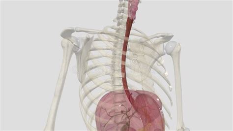 Longitudinal Muscular Layer Of Esophagus Stock Footage Video Of Colon
