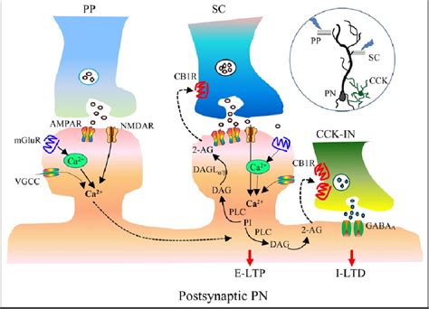 Figure 3 From Endocannabinoids In Synaptic Plasticity And Neuroprotection Semantic Scholar
