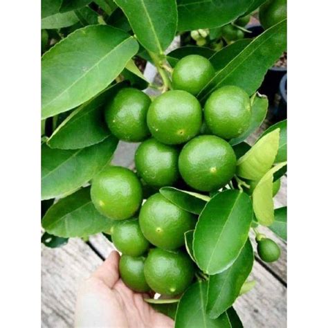 Pokok Limau Nipis Tiada Biji Seedless And Limau Nipis Jambak Segugus