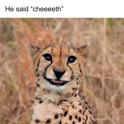 50 Funny And Wholesome Animal Memes That Are So Pure Youll Forget The