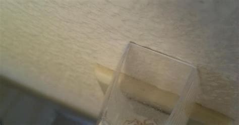 this is what i believe to be a long legged sac spider m living in my night light this is the