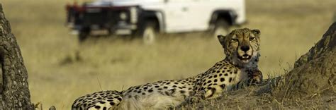 Boost For Safari Operators Newsday Zimbabwe