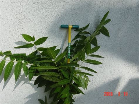 Ailanthus Altissima Removal Control Killer Weed Twister VS Tree Of Heaven Tree Weed Twister