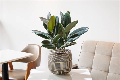 Rubber Tree Plant Care Ficus Elastica Tips For Indoor Growth