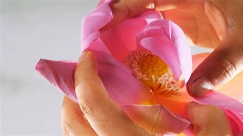 如何让花苞开放荷花插花插花 Youtube