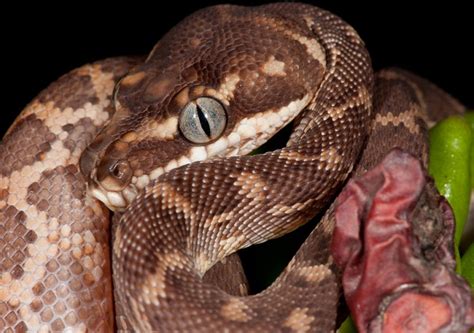 Rough Scaled Python Facts And Pictures