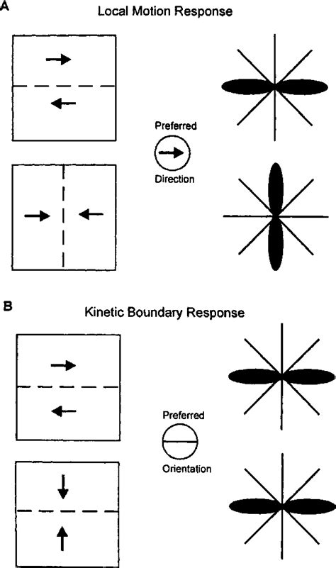 Figure 1 From Processing Of Kinetically Defined Boundaries In The Cortical Motion Area Mt Of The