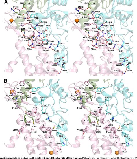 Figure 5 From Crystal Structure Of The Human Pol α B Subunit In Complex With The C Terminal