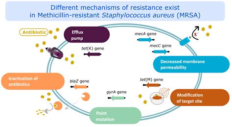 Mrsa Resistance