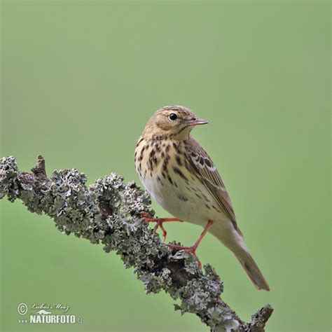 Tree Pipit Photos Tree Pipit Images Nature Wildlife Pictures Naturephoto