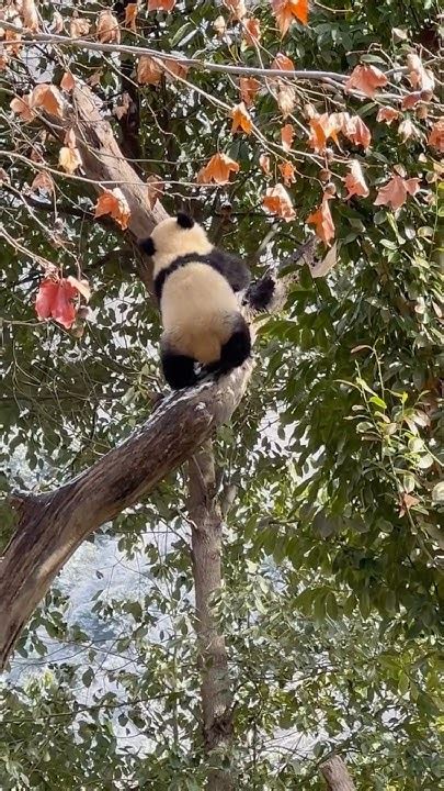 可爱的水真气，小小年纪，爬树的本事却十分了得。它是水秀妈妈的收官之作，恰似饱蘸浓墨的神来之笔，一举一动、尽显非凡。 Youtube