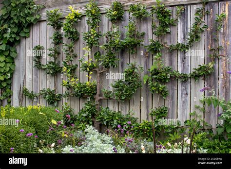 A Pear Tree Is Staked To A Wooden Fence To Control This Beautiful