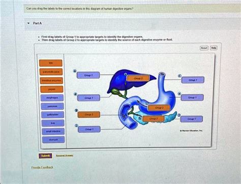 Can You Drag The Labels To The Correct Locations In This Diagram Of Human Digestive Organs Part