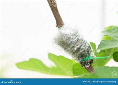 Grafting Tree Branch Bag Grafting Is An Artificial Method Of Asexual