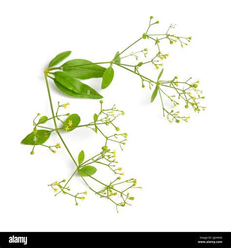 Rubia Tinctorum The Rose Madder Or Common Madder Or Dyers Madder