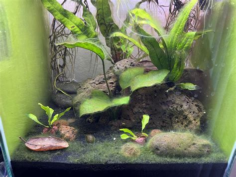 Algae All Over My Substrate And Plants What Are Some Causes And Solutions For This R