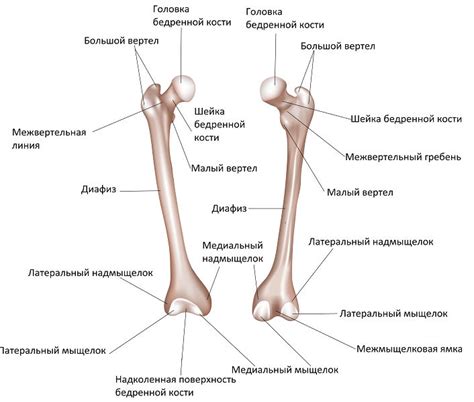 9 Бедренная кость Строение классификация функции