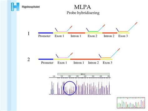 Ppt Mlpa Multiplex Ligation Dependent Probe Amplification Powerpoint Presentation Id