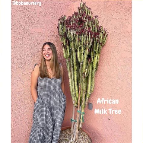 African Milk Tree Euphorbia Trigona