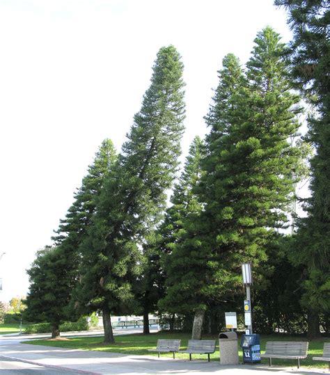 Scientists Just Solved The Strange Case Of Pine Trees That Always Lean Towards The Equator