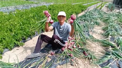텃밭 자색양파 수확 Youtube