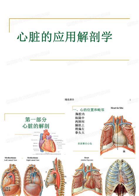 心脏解剖学ppt模板下载编号loejnnoa熊猫办公