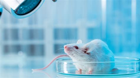 Energy Drink Ingredient Taurine May Extend Life Shows Promise In Mice