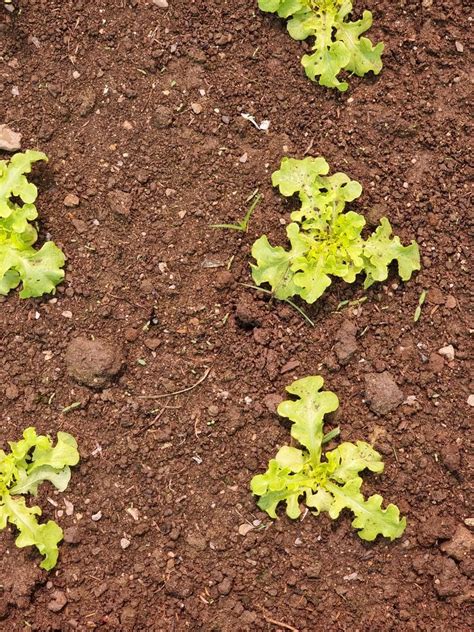 Detection Du Centre Object Detection Dataset And Pre Trained Model By