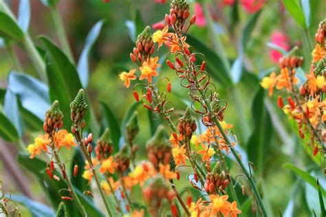 Bulbine Gardenia
