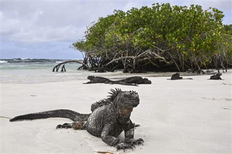 Galapagos Islands Face Impending El Nino Threat To Marine Iguanas The