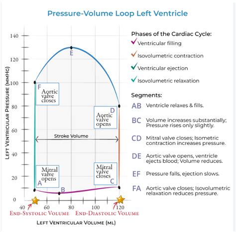Pressure Volume Loop Left Ventricle Phases Of The Cardiac Cycle Ventricular Filling