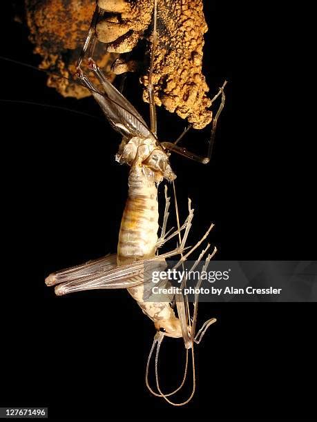 Rhaphidophoridae Photos And Premium High Res Pictures Getty Images
