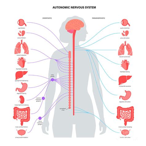 Autonomic Nervous System 10 By Science Photo Library