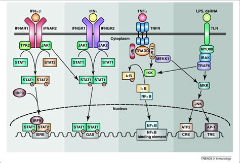 Inflammatory Signals Regulate Hematopoietic Stem Cells Trends In Immunology