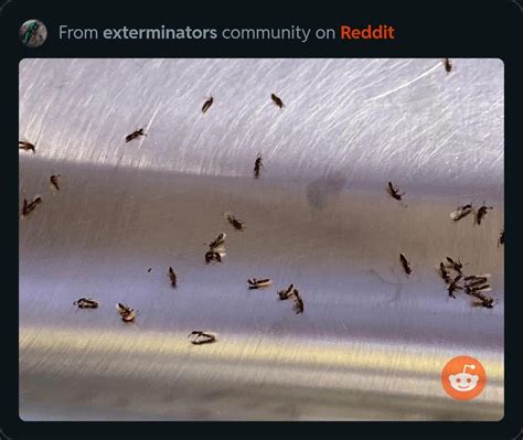 Bug Bite Or Reaction Rbugbite