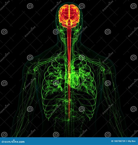 3d Illustration Human Brain With Circulatory System Anatomy Stock